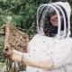 Prehistoric Bee Fossils | Brookfield Farm Bees & Honey Blog