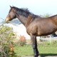 Micklem Multibridle – Side Pull Configuration – EQUINE Ink