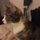 Cat Whispering – top tips to understand feline behaviour – Katzenworld